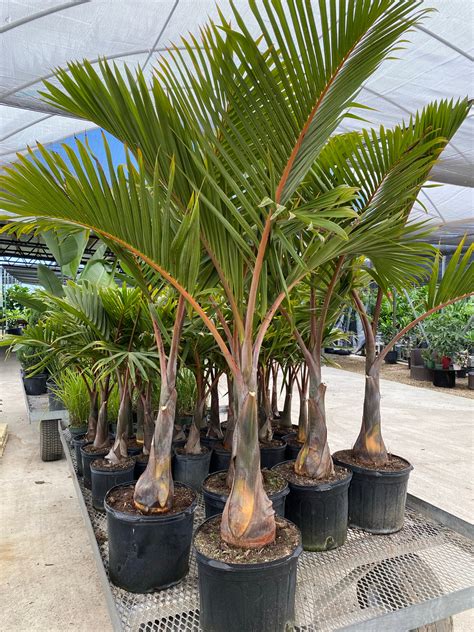 Bottle Palm Hyophorbe Lagenicaulis Eureka Farms