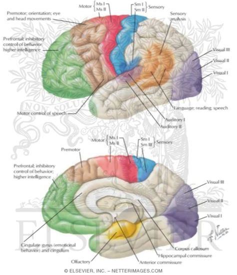 Cerebral Cortex Localization Of Function And Association Pathways