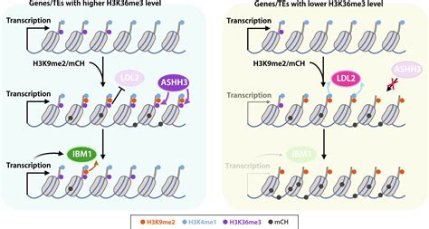 H3k9 Methylation Regulates Heterochromatin Silencing Through Incoherent