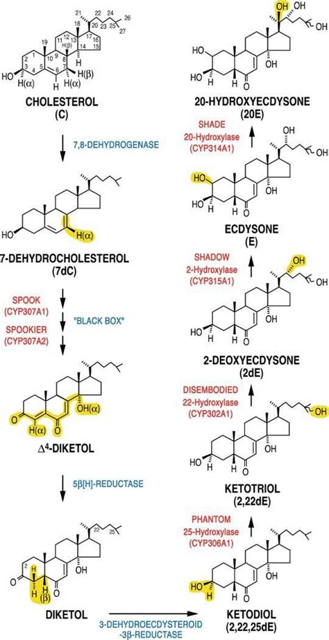 Enzymes Involved In Drosophila Melanogaster Ecdysteroid Biosynthesis