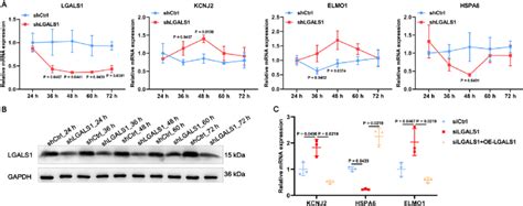 Differentially Expressed Genes Degs Regulated By Lectin Download Scientific Diagram