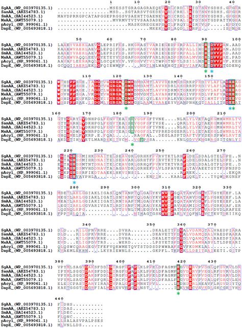 Multiple Sequence Alignment Of Sgaa And Homologous Proteins Sgaa From