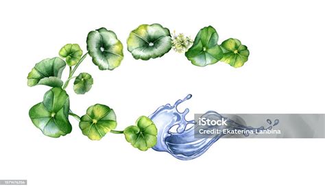 센텔라 아시아티카의 화환 허브 수채화 그림은 흰색으로 분리되어 있다 페니워트 고투 콜라 둥근 나뭇잎 물 튀김 손으로 그렸습니다 포장 상표 초본 식물 수집을 위한 디자인 0