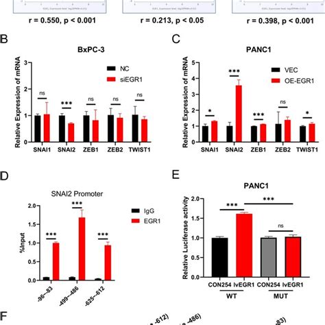 Egr1 Promoted Emt Process In Pancreatic Cancer Cell A The Gsea