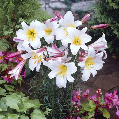 Lilium Regale Bulbs Summer Bulbs Boston Bulbs Wholesale