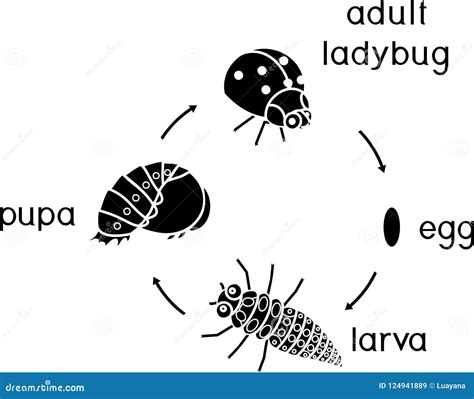 Life Cycle Of Ladybug Stages Of Development Of Ladybug From Egg To