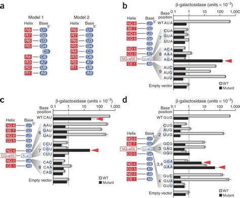 Alignment Of Puf Repeats And Rna A Two Models Illustrating How The Download Scientific