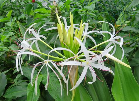 How To Grow Crinum Asiaticum Earthone