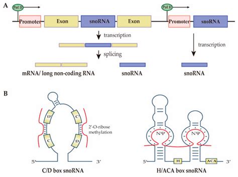 Small Nucleolar Rnas And Their Comprehensive Biological Functions In