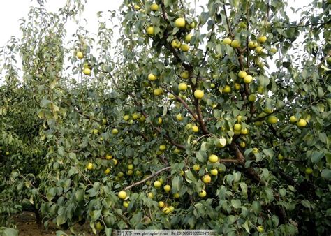梨树图片 水果 生物世界 图行天下图库