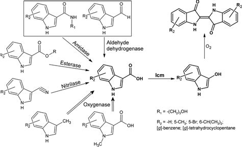 The Principal Scheme Of The Functional Screening Of Enzymes Based On An Download Scientific