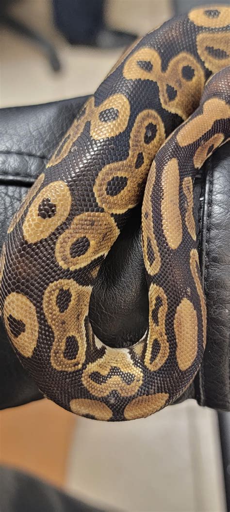Hi All I Noticed These Small Lumps Along My Ball Python Recently I