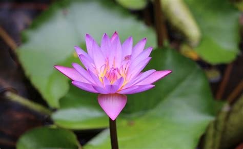 Countries And Their National Flowers