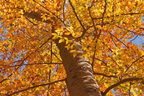 Temperate Forest Plants And Trees