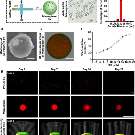 Preparation And Characterization Of Gelatin Methacryloyl Polyethylene Download Scientific