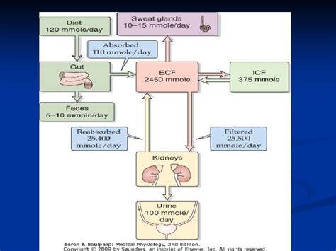 Sodium Homeostasis N 1 2 3 4 Sodium