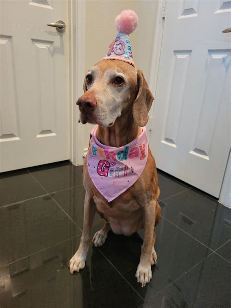 Happy Birthday Sookie R Vizsla