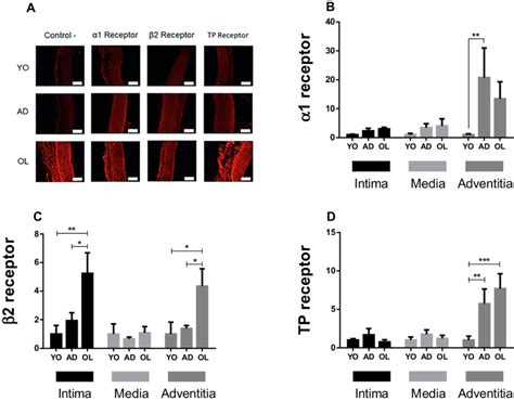 Quantification Of Protein Expression Of α1 β2 And Thromboxane A2 Tp