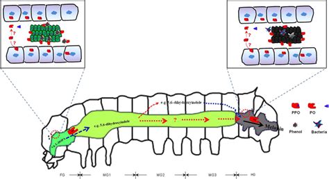 A Schematic Illustrating The Detoxification Of Phenolics By Insect