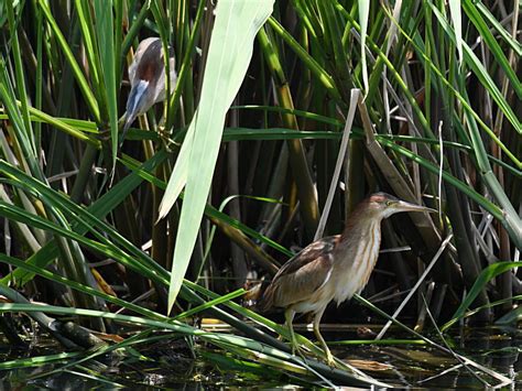 ヨシゴイ♂と♀02
