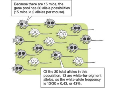 Evolution Flashcards Quizlet