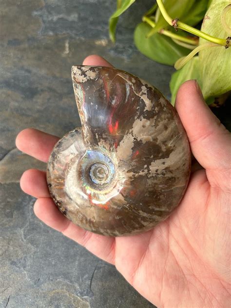 Fossilized Ammonite Complete Specimen Etsy