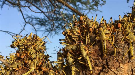Growing Swarms Of Locust Converging On Kenya Threaten Crops