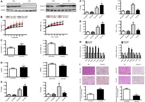 Hfd Induced Obesity And Hepatic Steatosis Exacerbated By Download