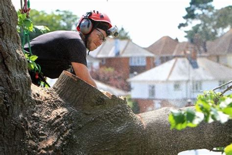 Keeping Your Trees Safe And Healthy One Inspection At A Time The