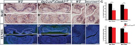 The Cell Proliferation And Death In The E135 Osr2 Cre Ki Ctnnb1 Ex3f
