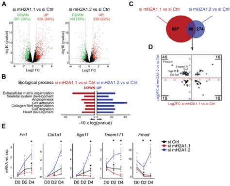 The Histone Variant Macroh2a1 Regulates Key Genes For Myogenic Cell Fusion In A Splice Isoform