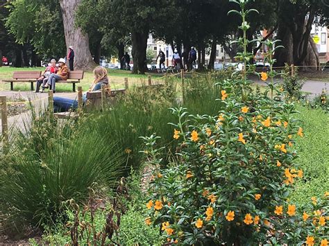 Panhandle Garden Tour California Native Plant Society Yerba Buena Chapter