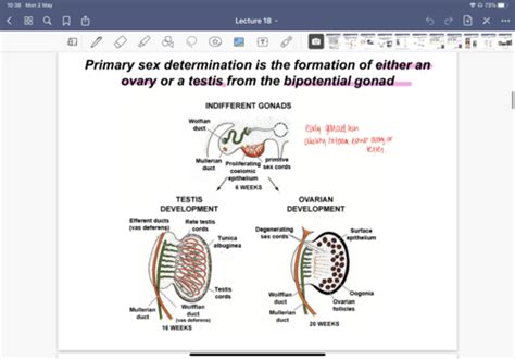 Birth Defects Sex Determination Flashcards Quizlet
