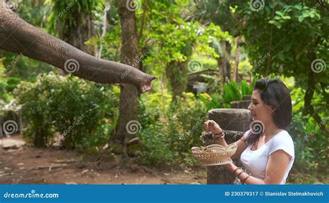 Tourism And Travel Concept Young Traveler Girl Feeds Elephant By Hand Elephant Grab Banana By