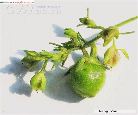 北水苦荬Veronica anagallisaquatica Linn 植物图片库 植物通