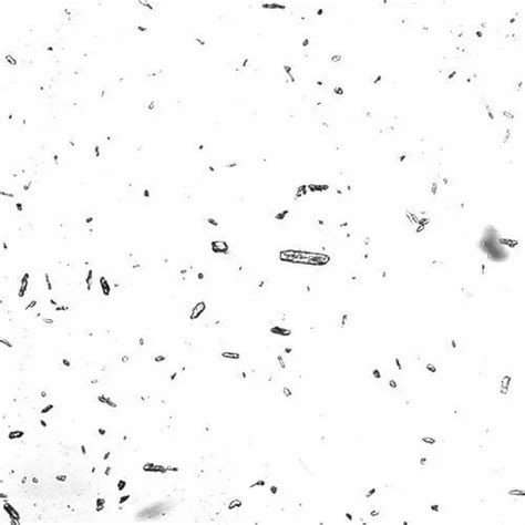 Particle Size And Shape Characterisation At Best Price In Pune