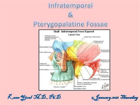Infratemporal Fossa Boundaries Infratemporal Fossapterygopalatine