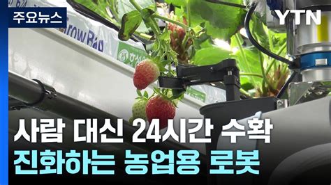 녹색 사람 대신 24시간 딸기 수확진화하는 농업용 로봇 Ytn Youtube