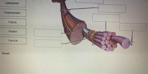 Solved Label The Structures Found Within A Skeletal Muscle