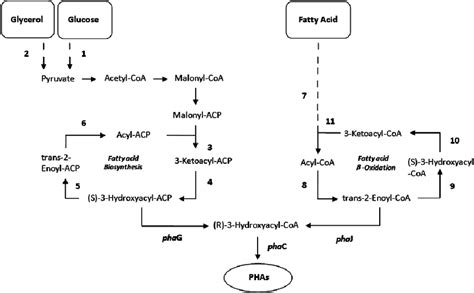 Putative Pathway Of Polyhydroxyalkanoate Synthesis From Glucose And