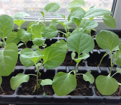 Що садити на розсаду чи теплицю у квітні 2024 року