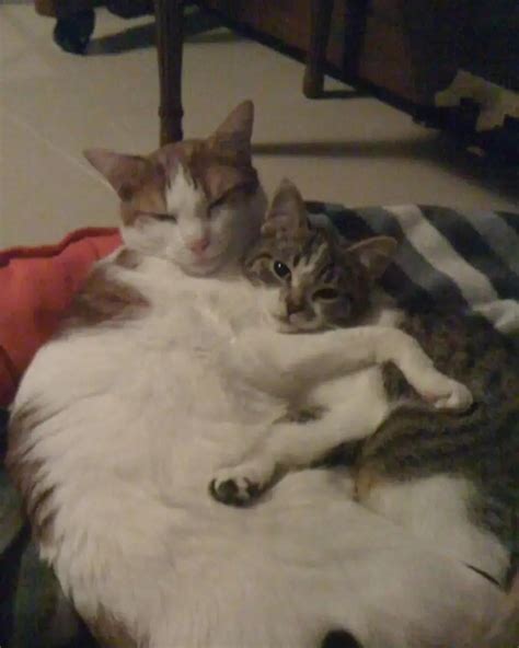 My Bonded Pair Have Now Both Passed I Miss Them Everyday Zachary On