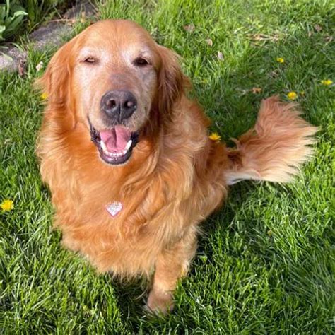 Adopt A Golden Retriever From As Good As Gold