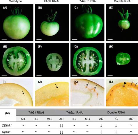 Fruit Development And Gene Expression Analyses In Tag1 Tagl1 And
