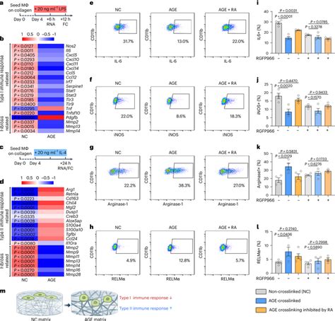 Macrophages Grown On Age Crosslinked Matrix Show Downregulated Type I Download Scientific