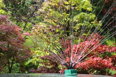 여름 호스 가든 스프링클러 제트 분출 및 분무 원예 급수 식물 잔디 잔디 와 구부러진 유연한 제트 가리키는 물 샤워 흐릿한 배경 일본 단풍 나무 분재 나무 관개 시스템 젖은