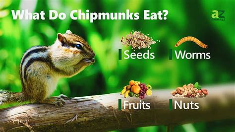 Chipmunks Eating Habits