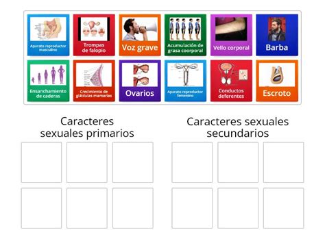 Caracteres Sexuales Ordenar Por Grupo