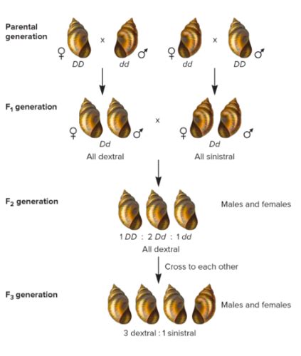 Genetics Chapter 5 Non Mendelian Inheritance Flashcards Quizlet