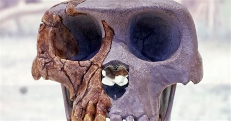 Tag Ardipithecus Ramidus Science And Culture Today